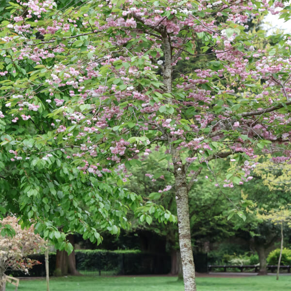 Plein Air Tree Drawing Class Manchester | Gifts | ClassBento